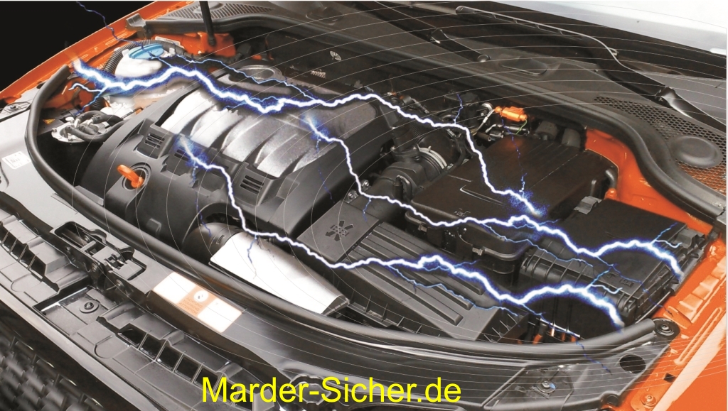 Marder Auto | Effektiver Schutz vor Marderschäden - FOCUS Online